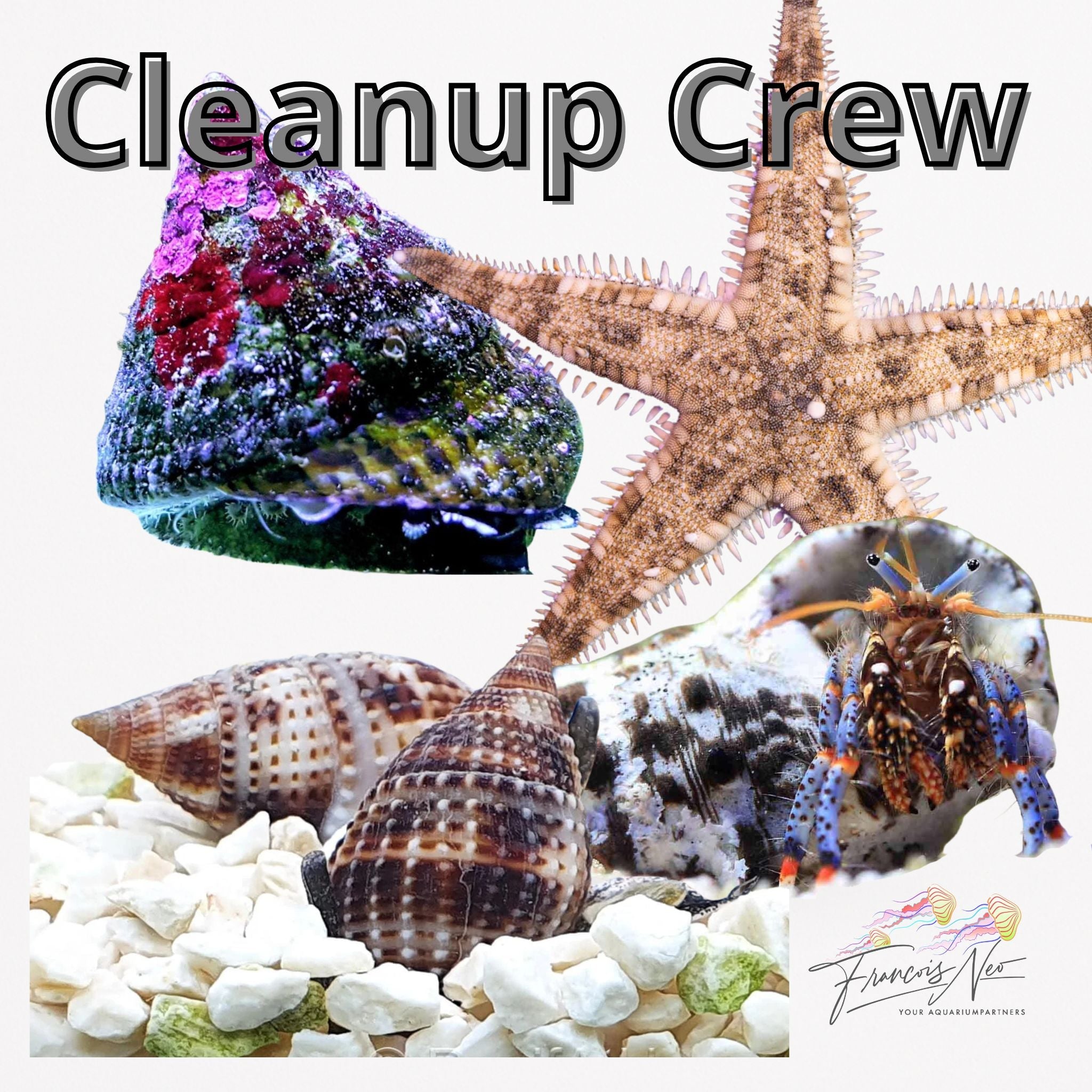 Kits for Reef Tanks | Francois Neo – FrancoisNeo